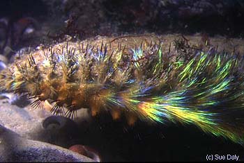 Opinião Mijiniana: O uso tecnológico e doméstico dos ratos do mar