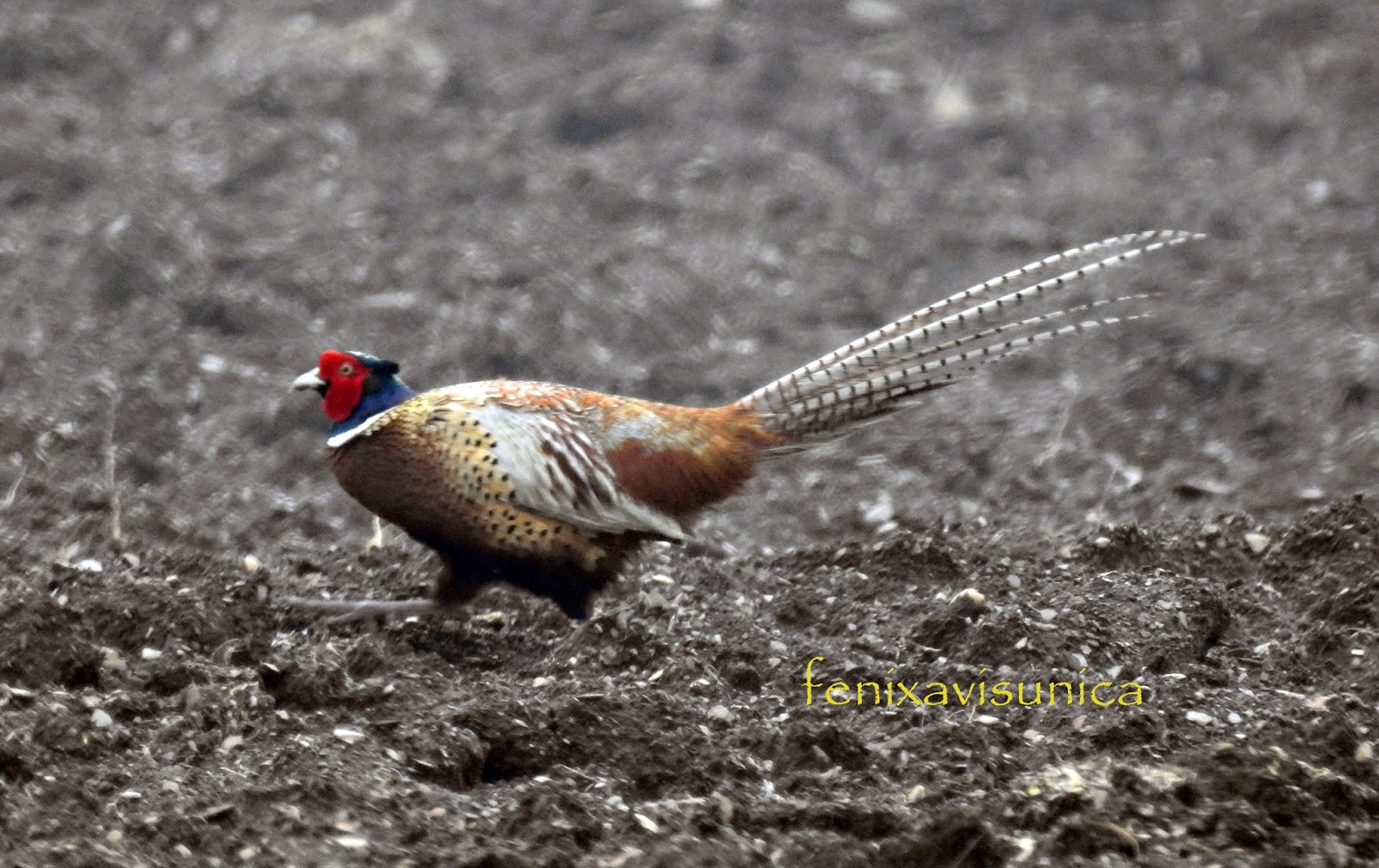 fenixavisunica .: Faisanes al descubierto