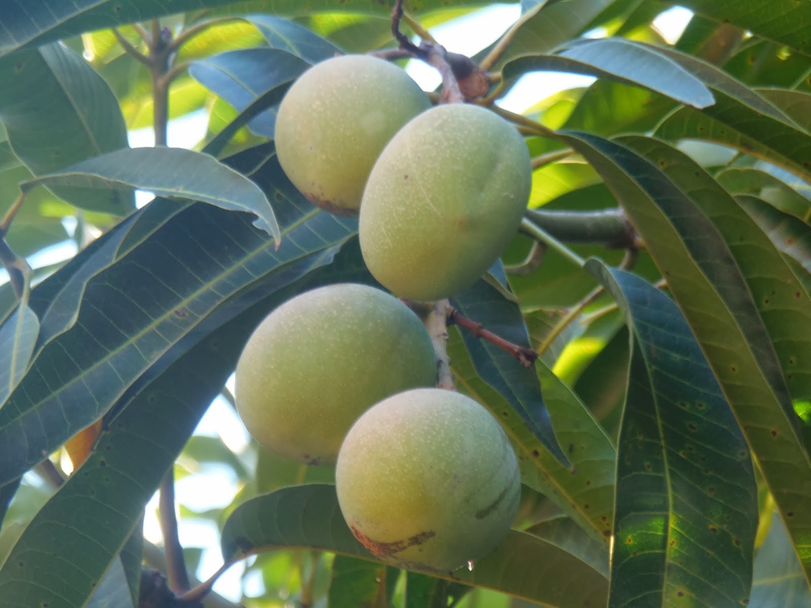 Shot by Shot ... Day by Day : Cada fruta em seu tempo.