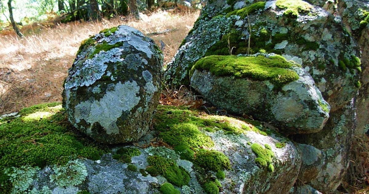 Plazuelanavaluenga: Rocas - ¡de nuevo con musgo!