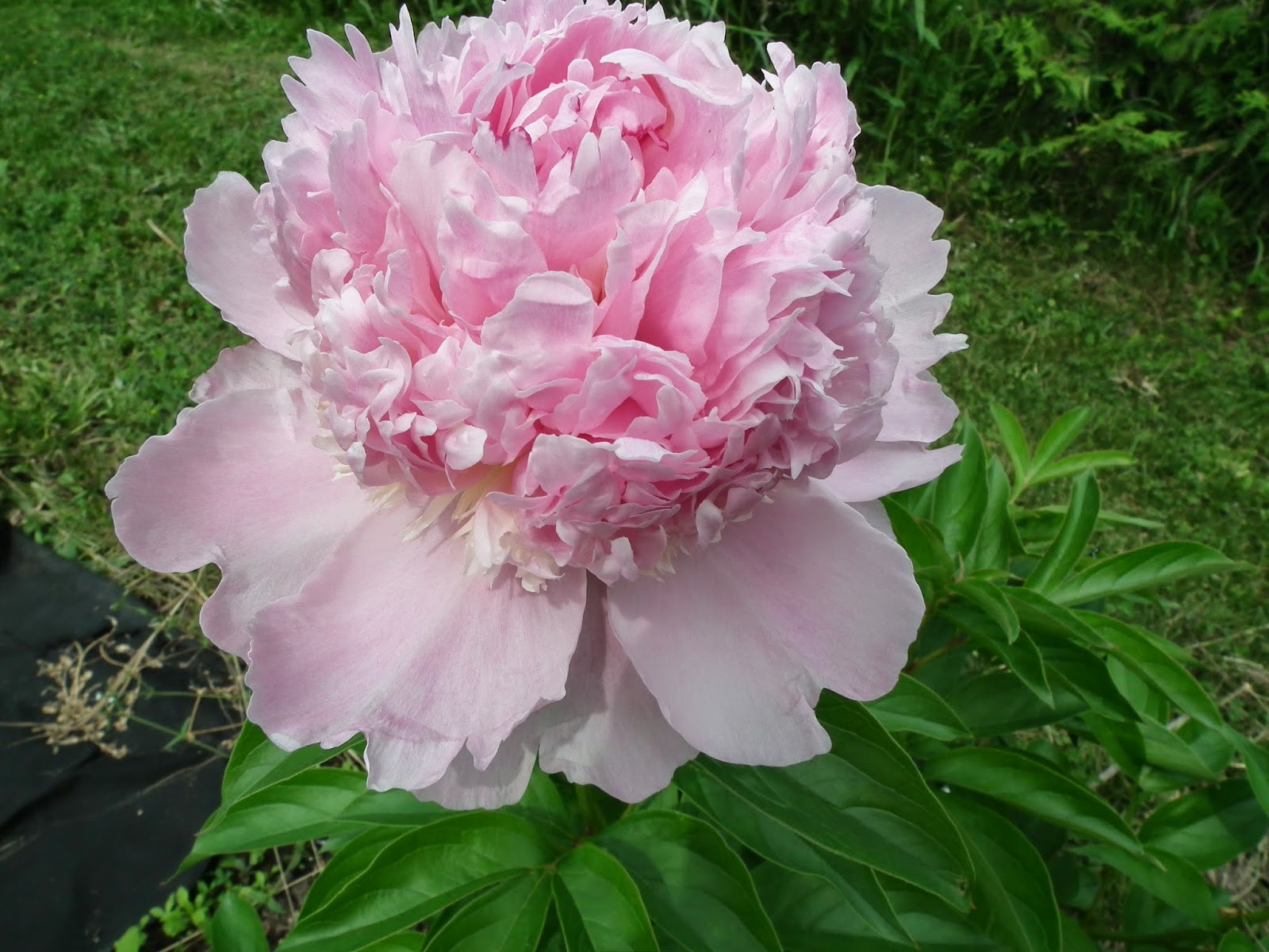 Peonies: Peonies third week of blooms