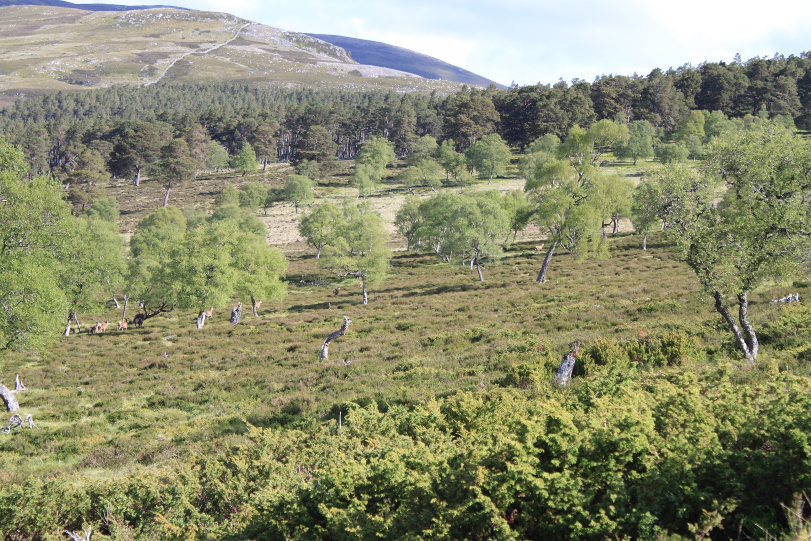 Walking in the North East of Scotland: Culardoch & Carn Liath from ...