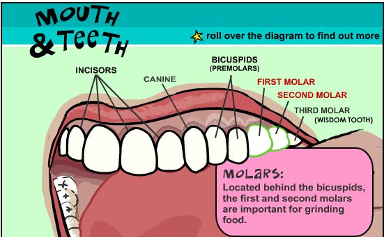My LittLe oBseSSed: Bruxism (Teeth Grinding or Clenching)
