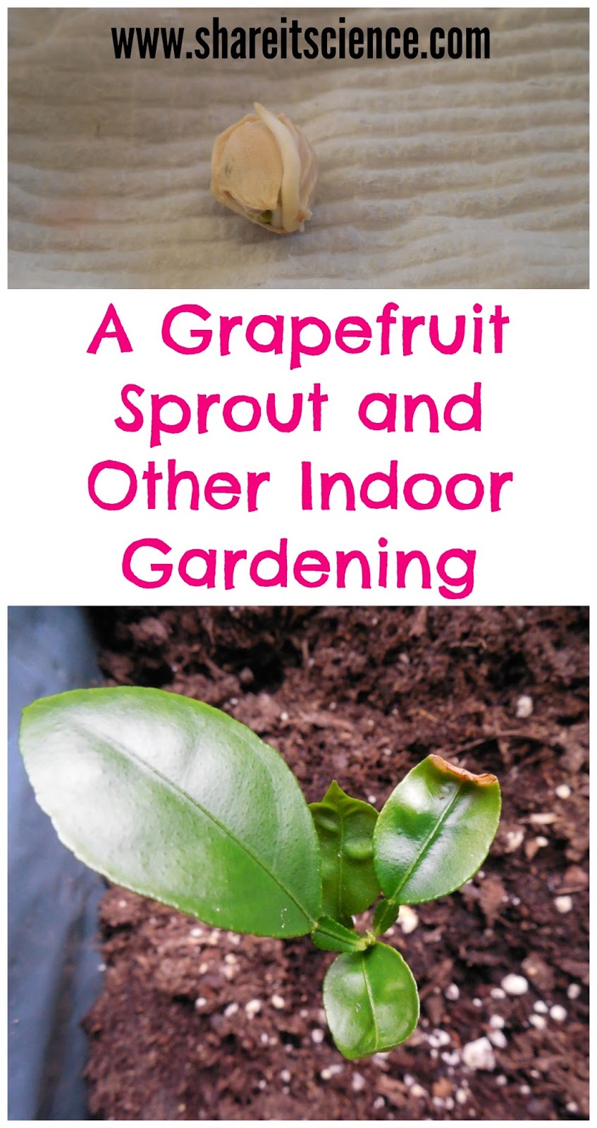 Share it! Science : See it? Share it! A Grapefruit Sprout and an Indoor ...