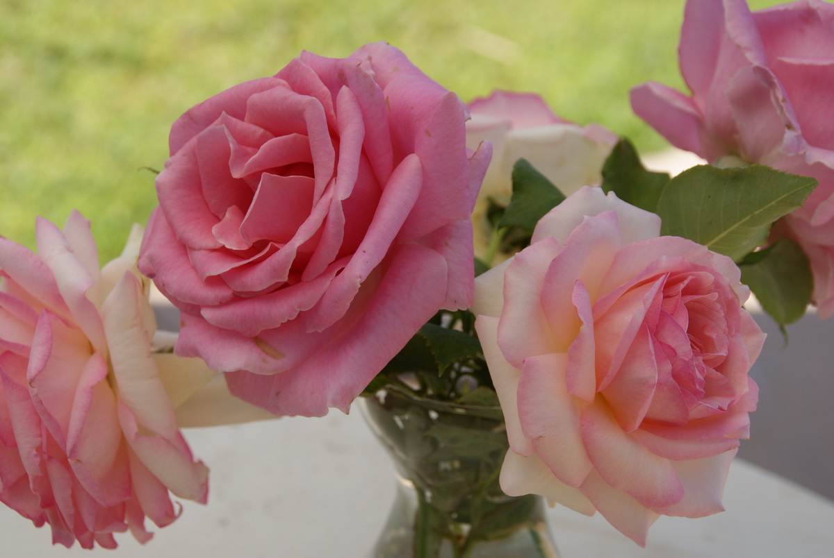 Organic Garden Dreams: A Rose Garden with no Roses to Cut?