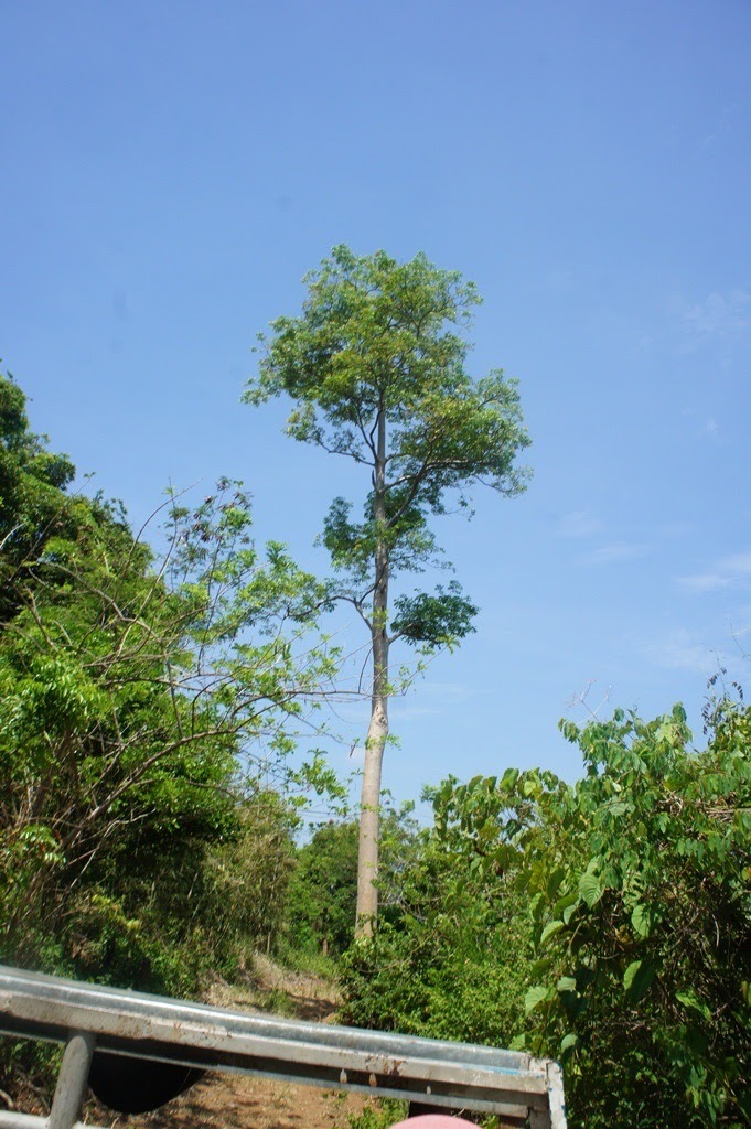 OUR PHILIPPINE TREES: Safari in Lagundi Country