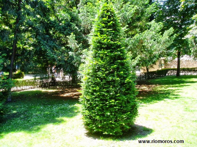 TEJO: Taxus baccata | Plantas rioMoros
