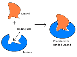Protein Binding ~ Pharmacy Portal