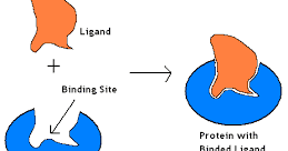 Protein Binding ~ Pharmacy Portal