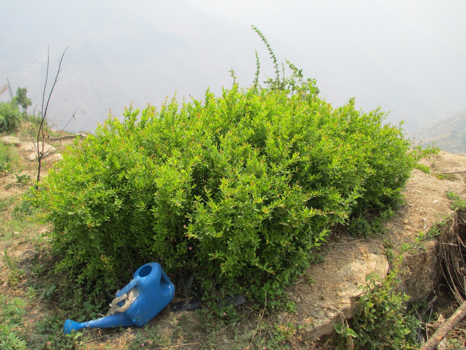 Agroforestry and Fruit Orchards in Bajura District
