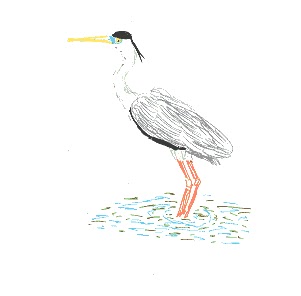 HISTORIAS ZOOLOGICAS: LA GARZA MORA (Ardea cocoi) , MATHURIN Y BUFFON