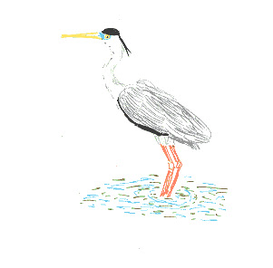HISTORIAS ZOOLOGICAS: LA GARZA MORA (Ardea cocoi) , MATHURIN Y BUFFON
