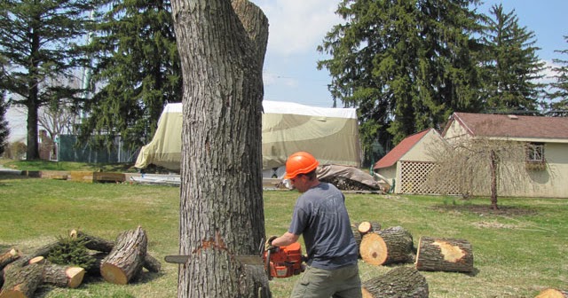 Top Rated Tree Lopping Services in Sydney ~ Capture One Newsletter