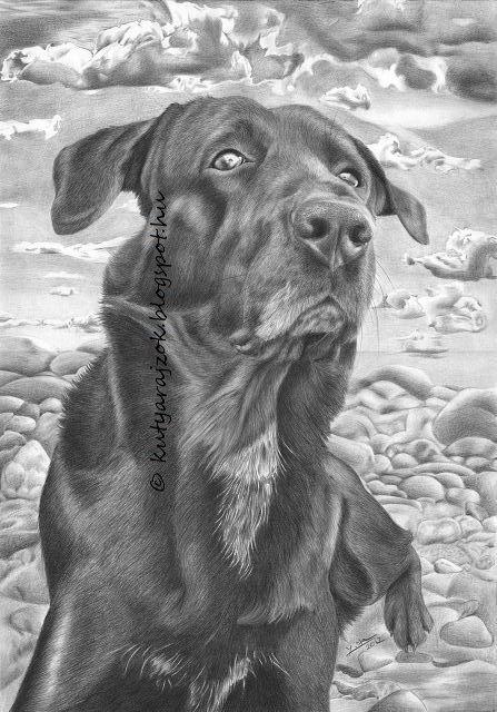 Fotórealista rajzok: Maci