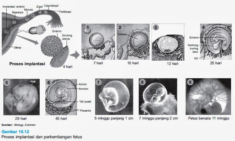 Developmental Psychology : Tahapan Perkembangan pada Periode Prenatal