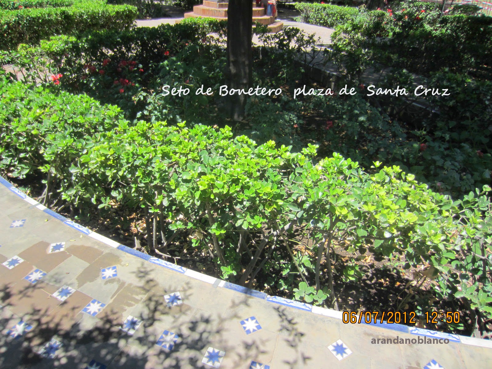 parquealamillo-encinarosa: Euonymus japonicus / Bonetero / Bonetero del ...