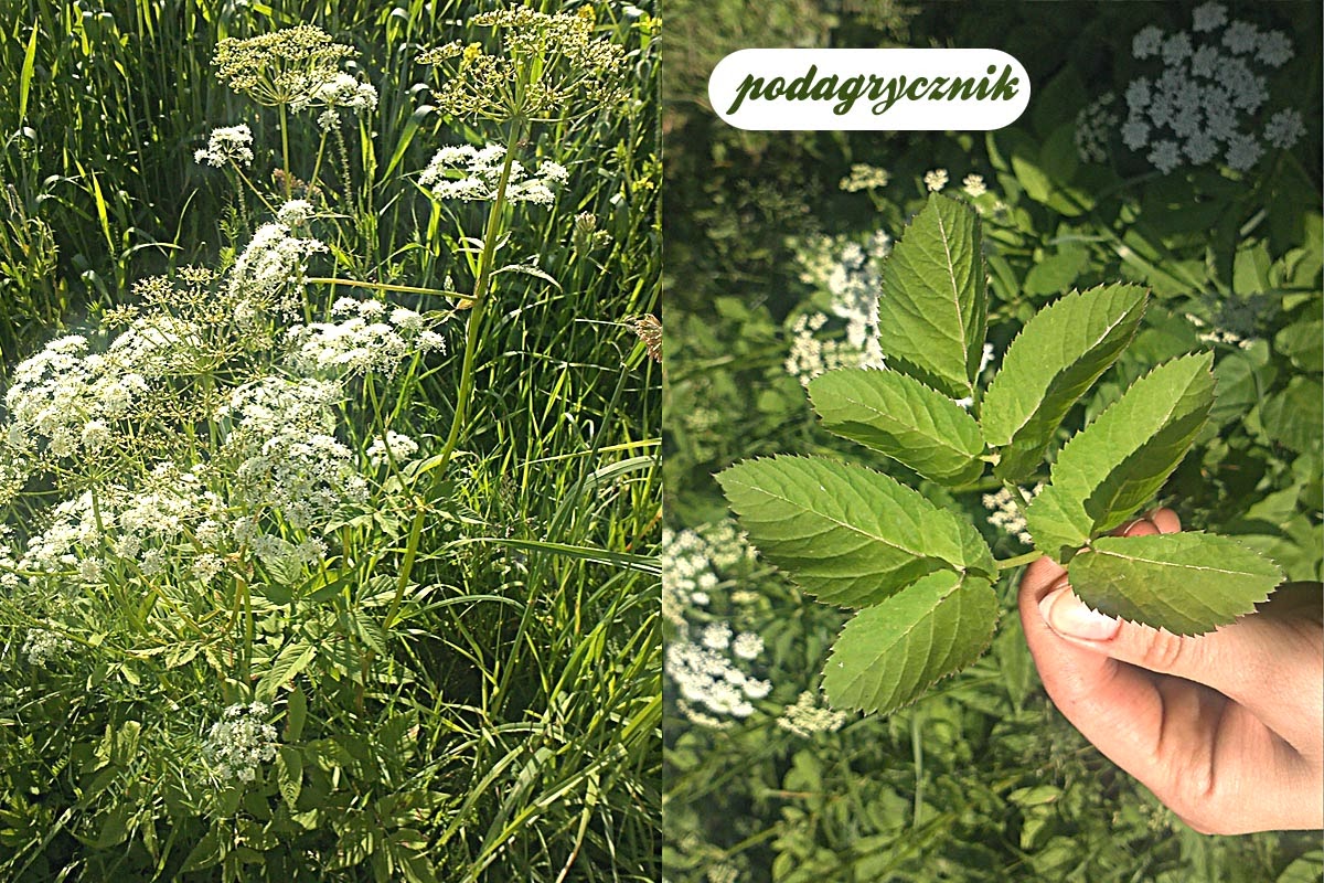 Cała Polska widzi zioła. Ziołowy spacer | Herb walk | PolskieSzafiarki ...