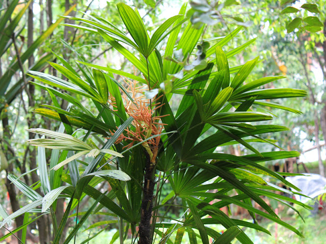 RW PAISAGISMO: PALMEIRA: RÁFIS (RAPHIS EXCELSA)