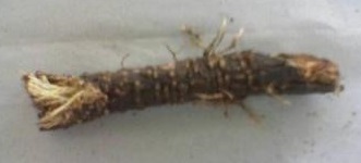 Wicara Mina: AKAR TUBA, JENU