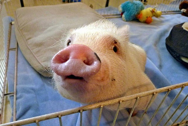 Four legged friends (and enemies): Pig using wheelchair becomes an ...