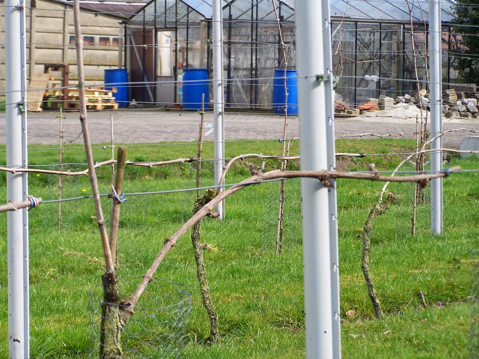 Wijngaard de Vijfhoek: snoei en geleiding druivelaar