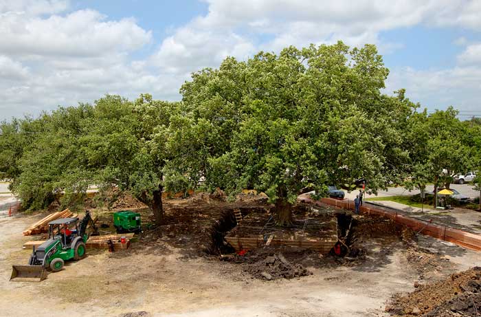Capewood's Collections: World's Largest Bosai Tree