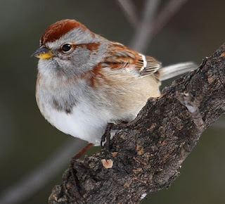 Brown sparrow bird with reddish head and black spot on the chest