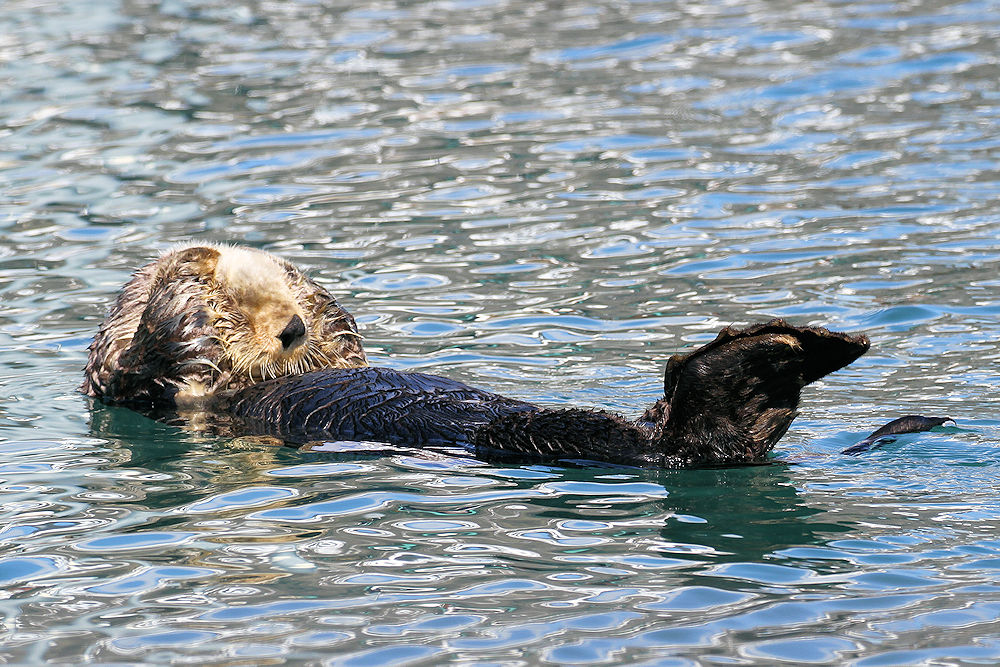 An English Girl Rambles from 2016 to ....: MORE SEA OTTERS FROM OUR ...