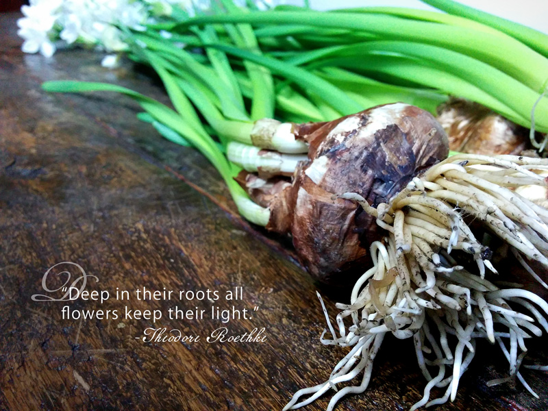 Nessy Designs: Paperwhites