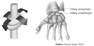 Smanda Jaya: Struktur dan fungsi persendian pada manusia (Artikulasio)