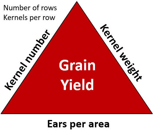 Corn Agronomy: 2016