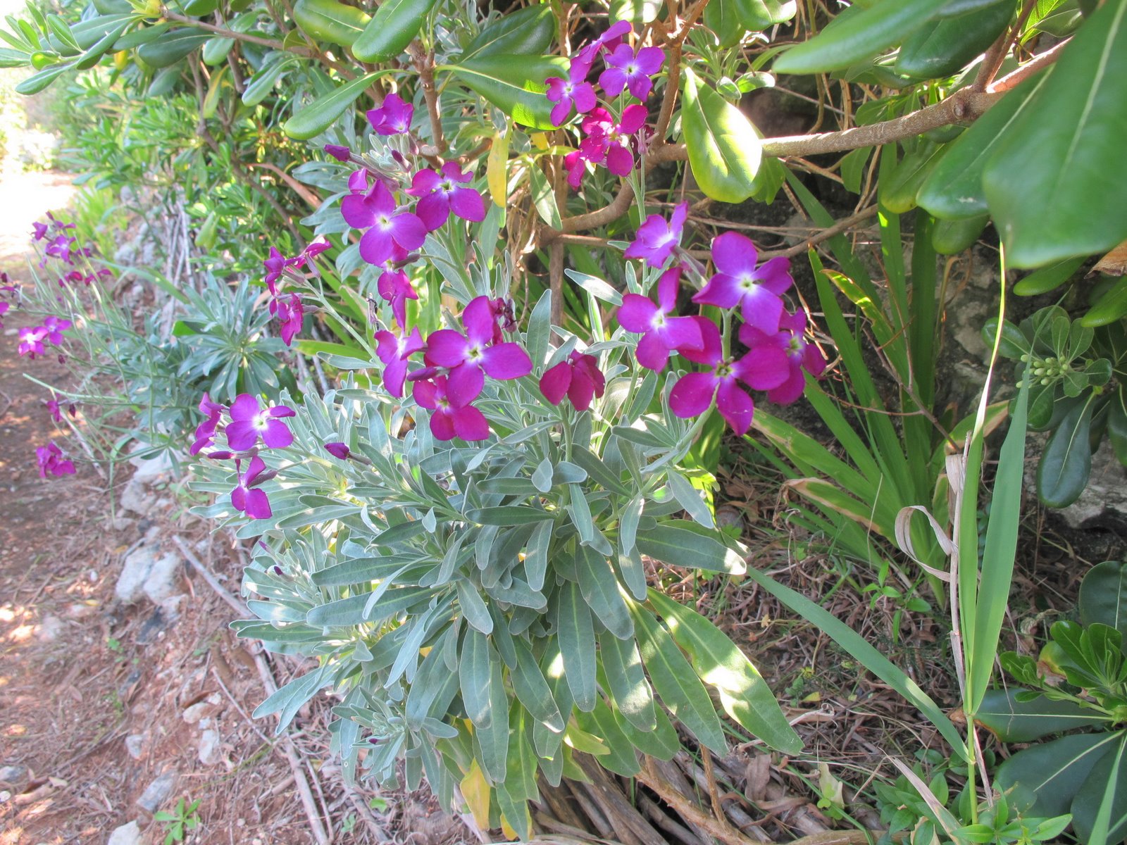 FLORA NEL SALENTO e.. anche altrove: Matthiola incana (L.) R. Br ...