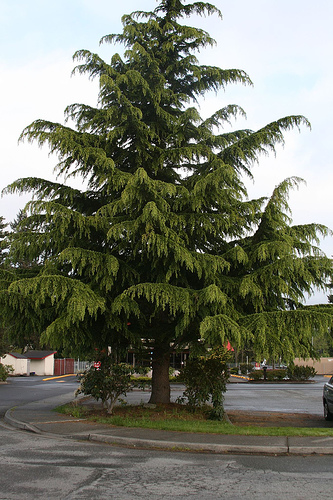 Our Beautiful World: Cedar Tree