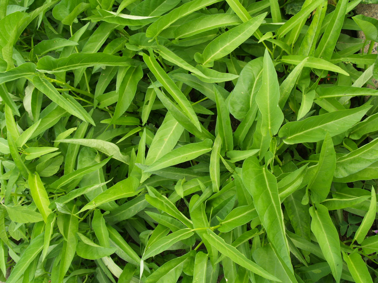 Florez Nursery: Water Spinach, Ipomoea aquatica Florez Nursery: Water Spinach, Ipomoea aquatica