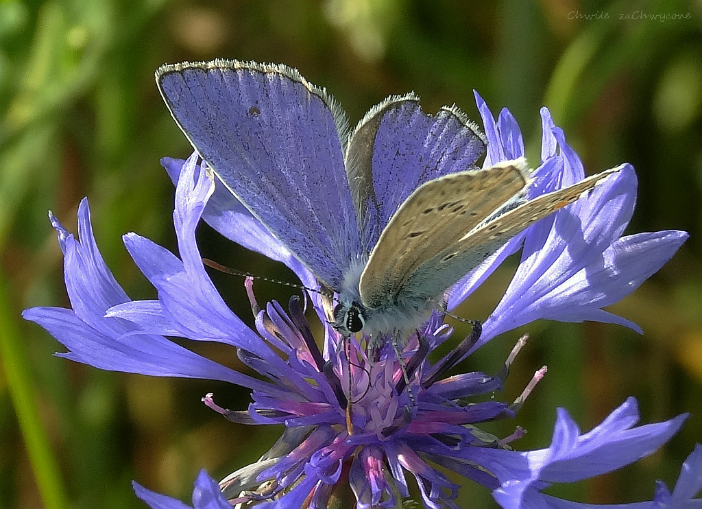 Chwile zaChwycone: Modraszek ikar