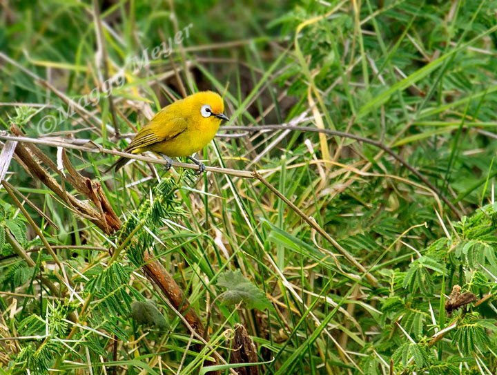 El Herrerillo: Aves de Kenia y Tanzania