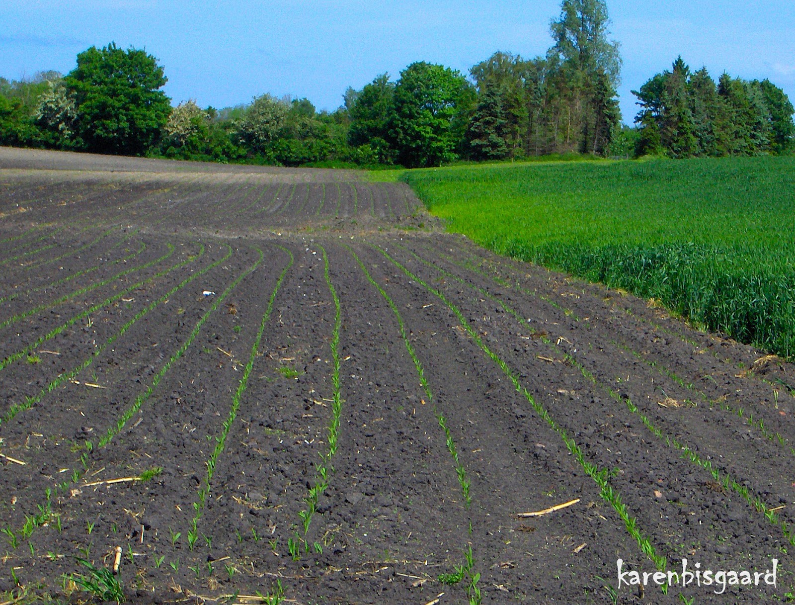 Karen`s Nature Photography: Newly planted Maize Plants.