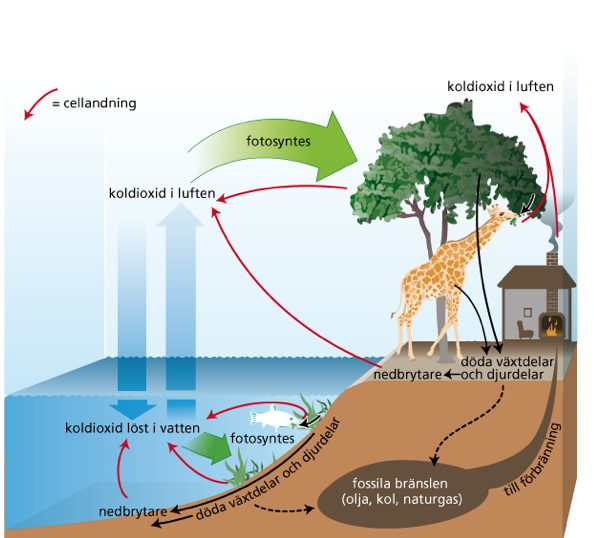 cajsaamour: Kolets Kretslopp