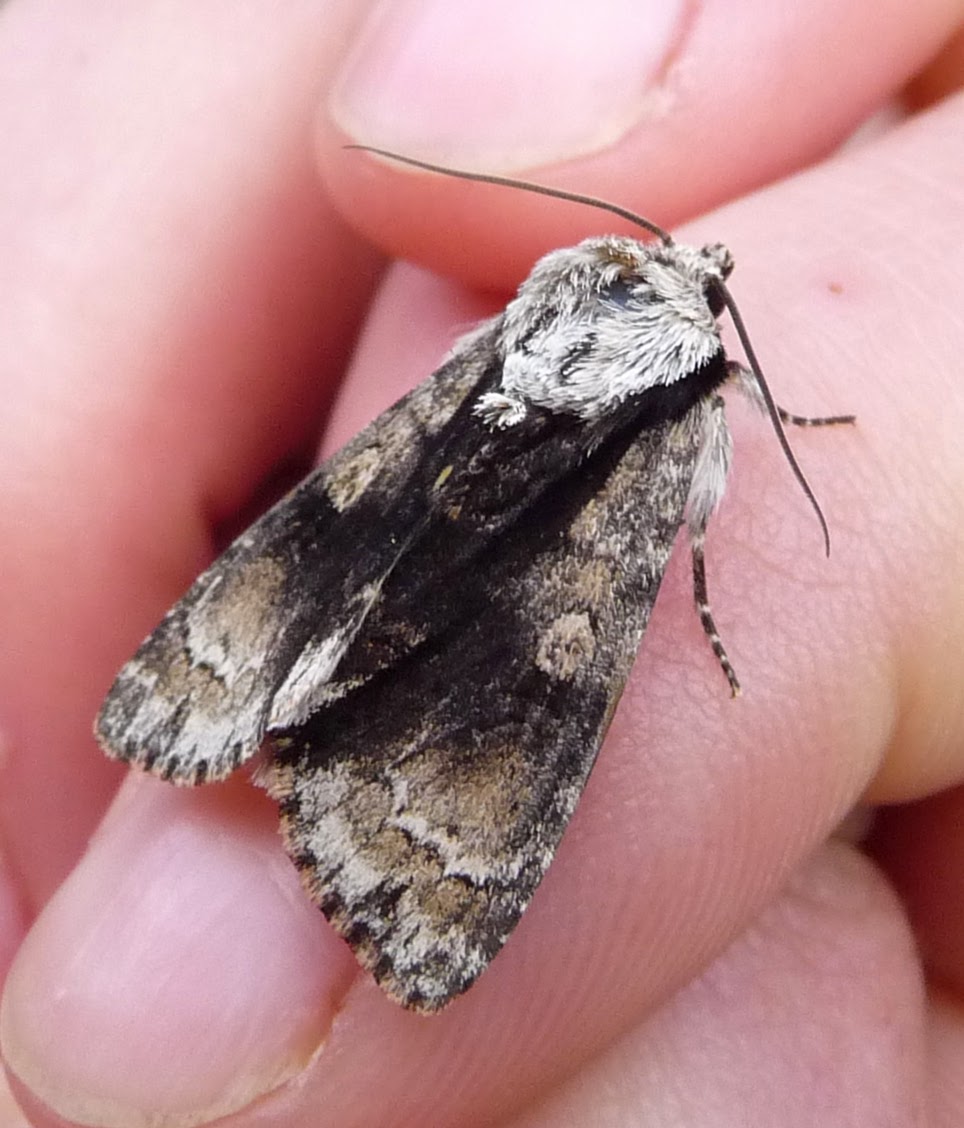 Ceredigion Moths: What a Spectacle