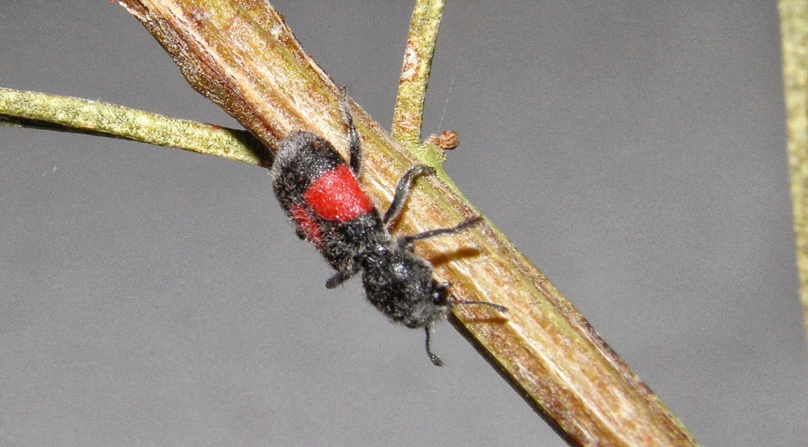 Arizona: Beetles, Bugs, Birds and more: Two rare Enoclerus species from ...