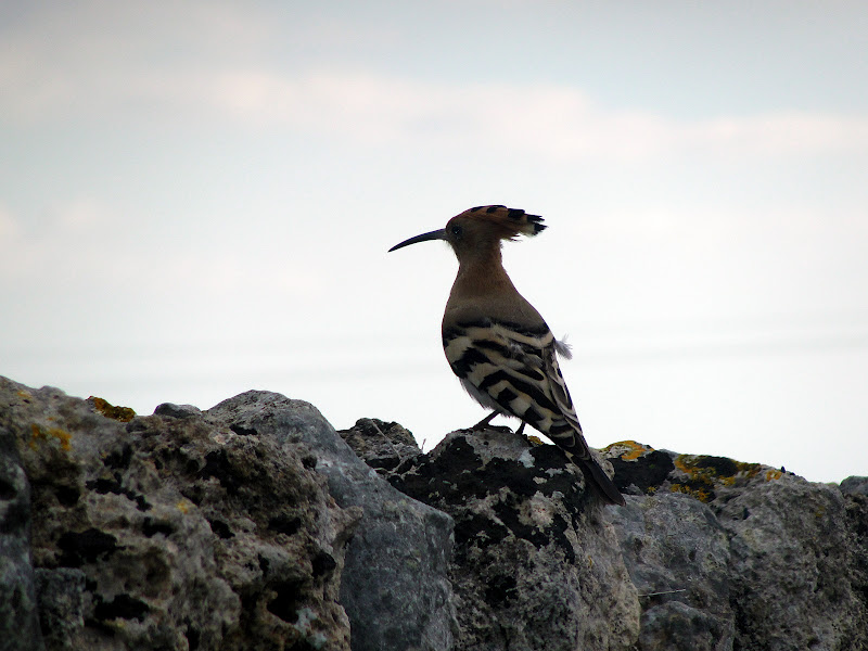 imatges de menorca: OCELLS DE MENORCA : PUPUT (Upupa epops)