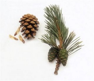 Punk Biology Student Blog: Pinus (Pinus merkusii Jungh. et de Vriese)