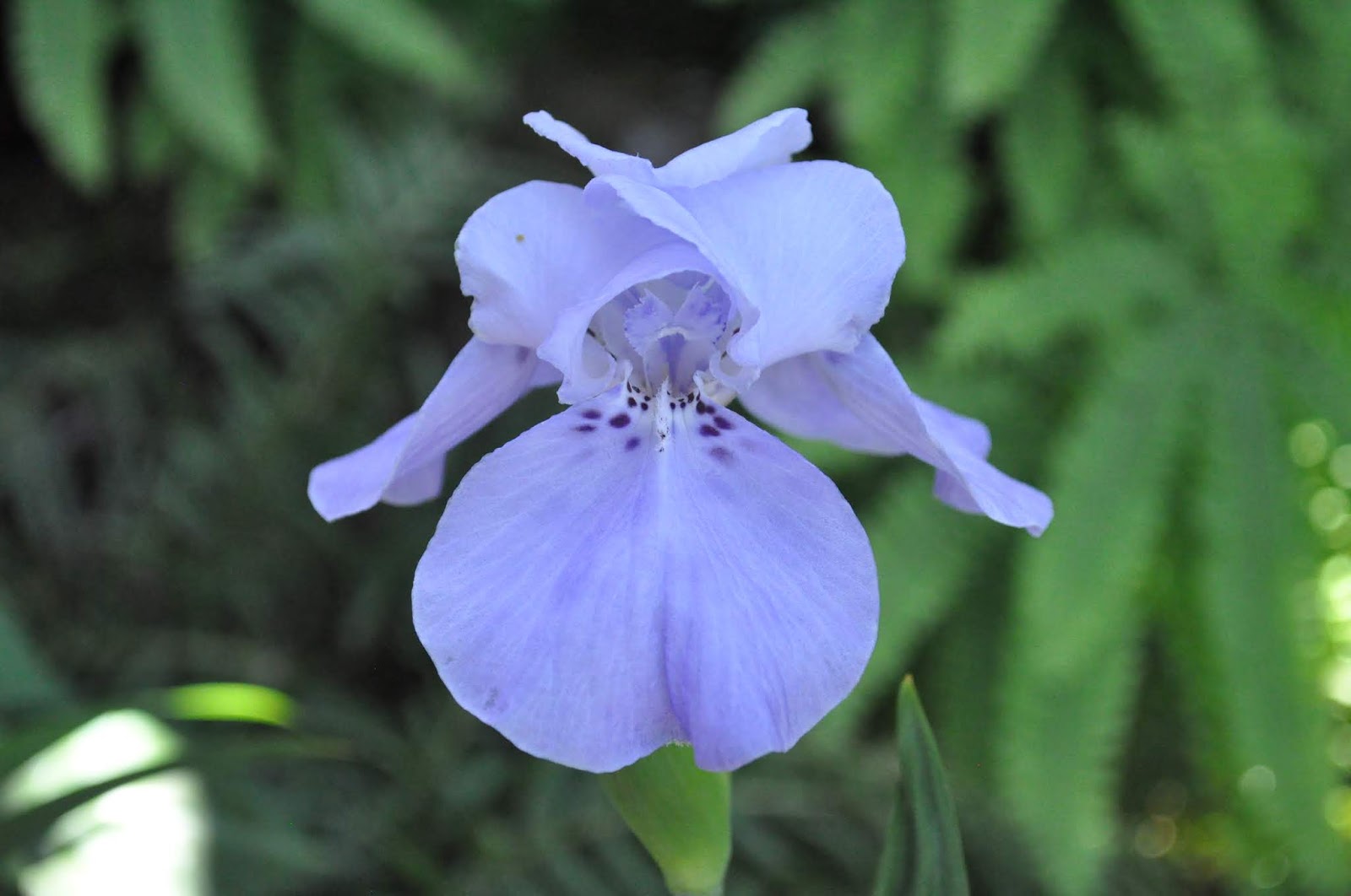 World of Irises: New Iris Species ‘Azure Blue’