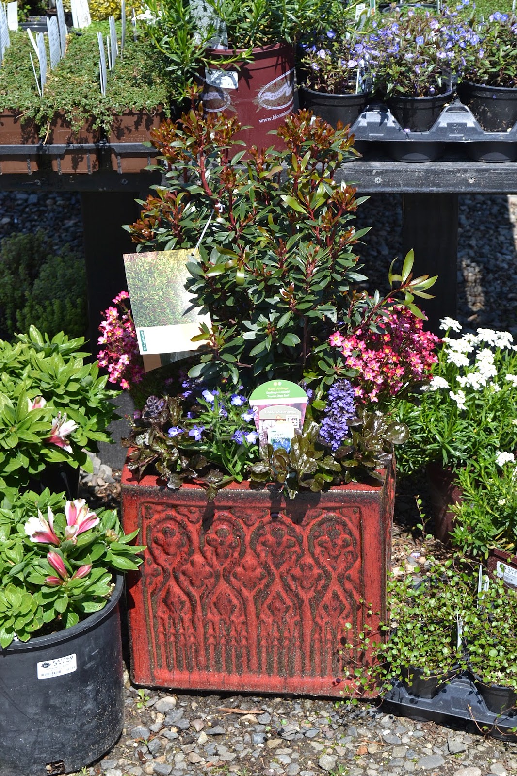 The Outlaw Gardener: Visiting Cornell Farm Nursery in Portland