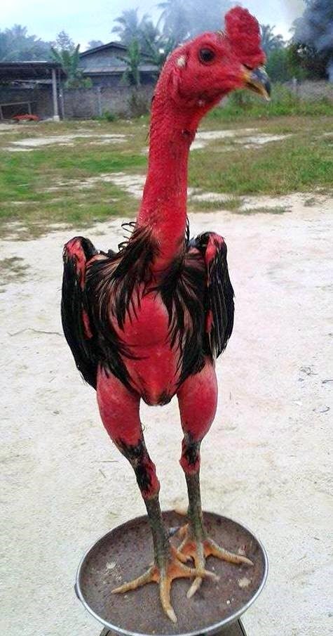 AYAM LAGA NO1 THAI: DUNIA AYAM