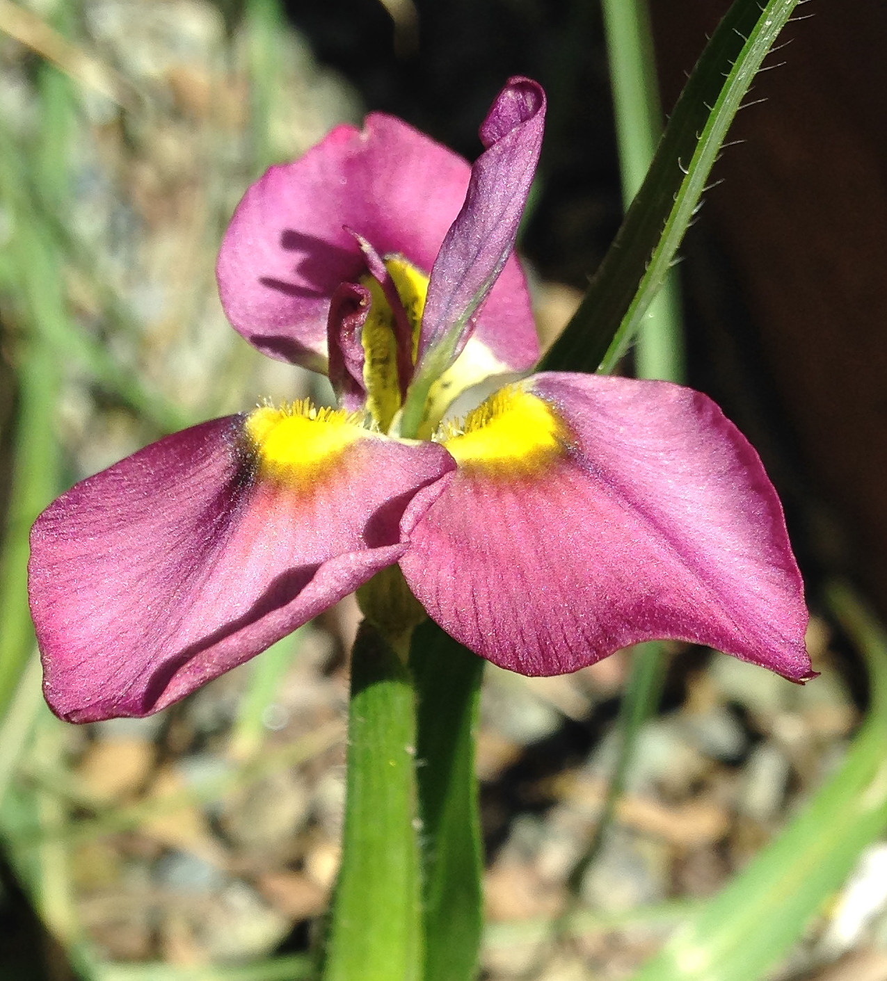 Growing Cool Plants: New Moraea Hybrids, 2017