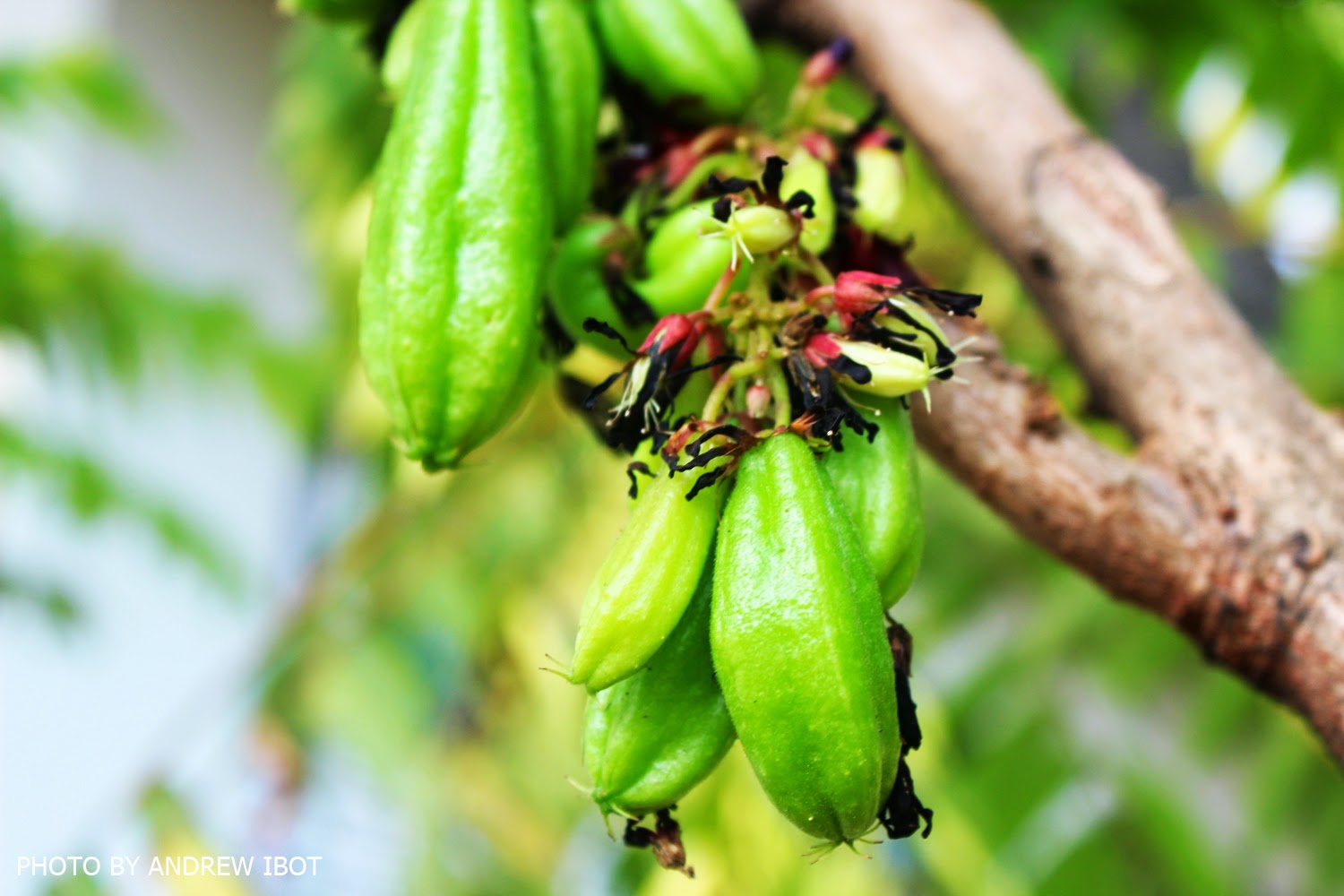 Ako si ANDREW IBOT!: Kamias (Averrhoa bilimbi)