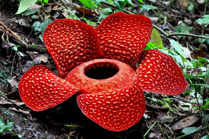 Rafflesia flowers | forest plants . Amazon.com
