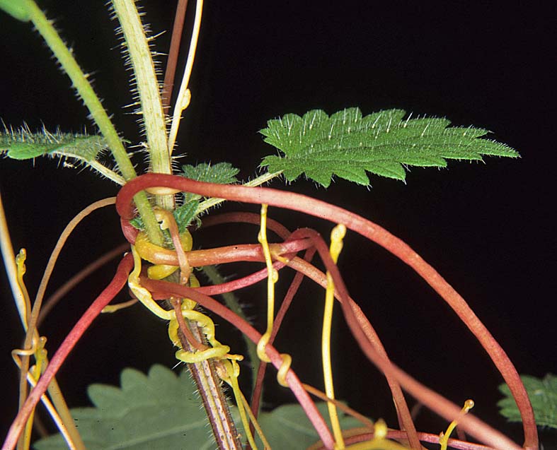 A Digital Botanic Garden: Dodder, Cuscuta sp., Convolvulaceae