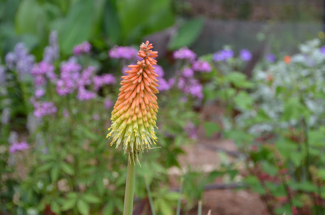 Garden Ally: Bloom Day - All the Colors